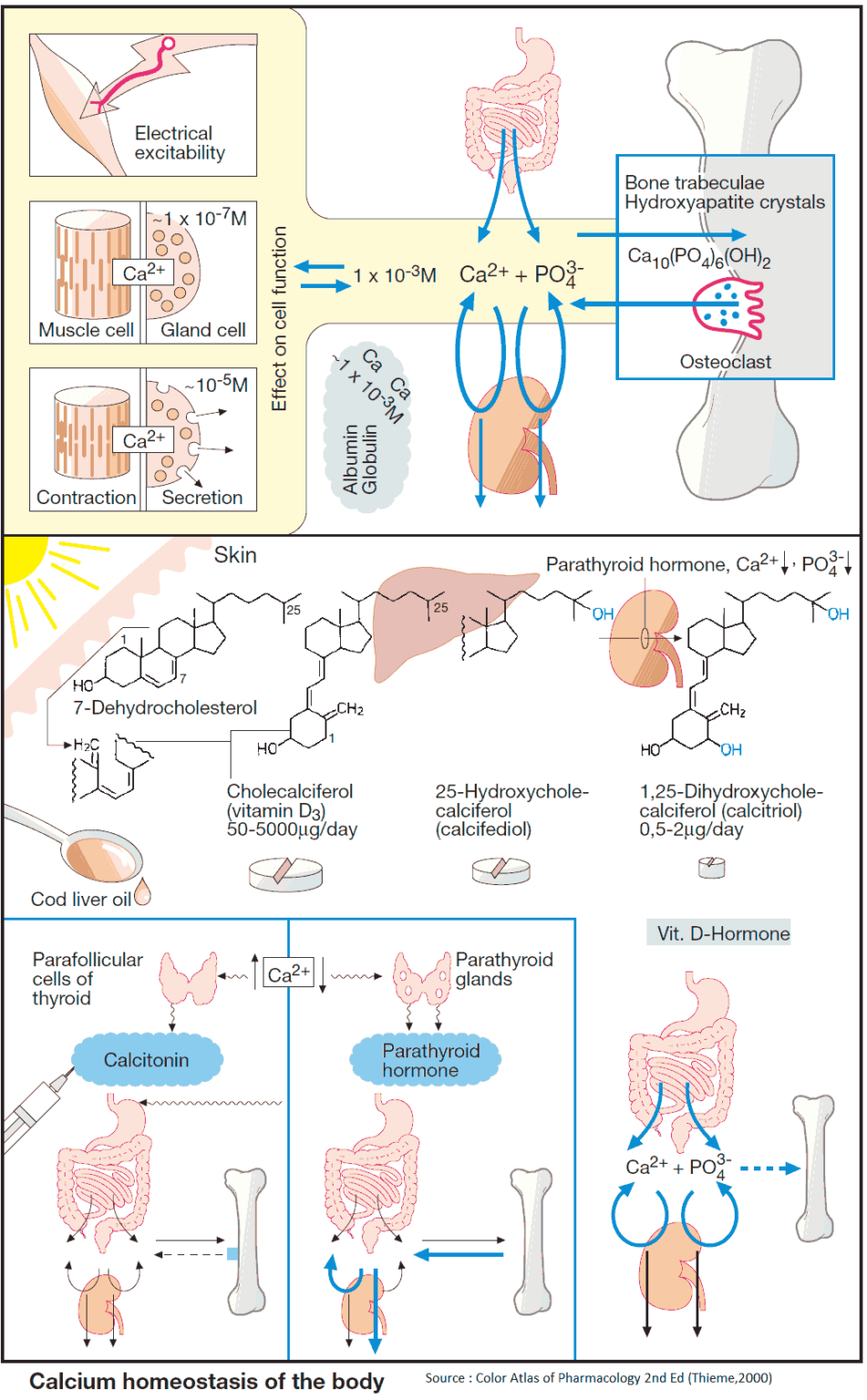 Disorders of Calcium Homeostasis (Hypocalcemia and Hypercalcemia ...