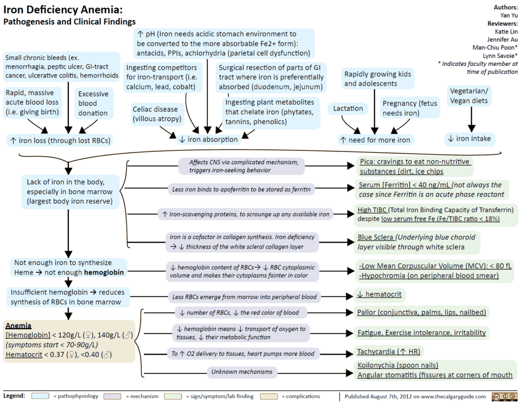 Drugs for the Treatment of Anemias (Antianemics) - Manual of Medicine
