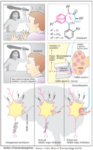 Benzodiazepines - Summary - Manual of Medicine