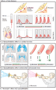 Beta-Sympatholytics (Beta Blockers) - Manual of Medicine