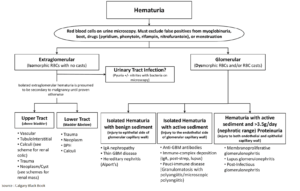 Approach to Hematuria and Proteinuria - Manual of Medicine
