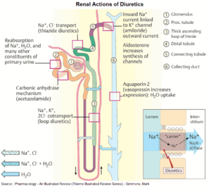 Diuretics – An Overview - Manual of Medicine